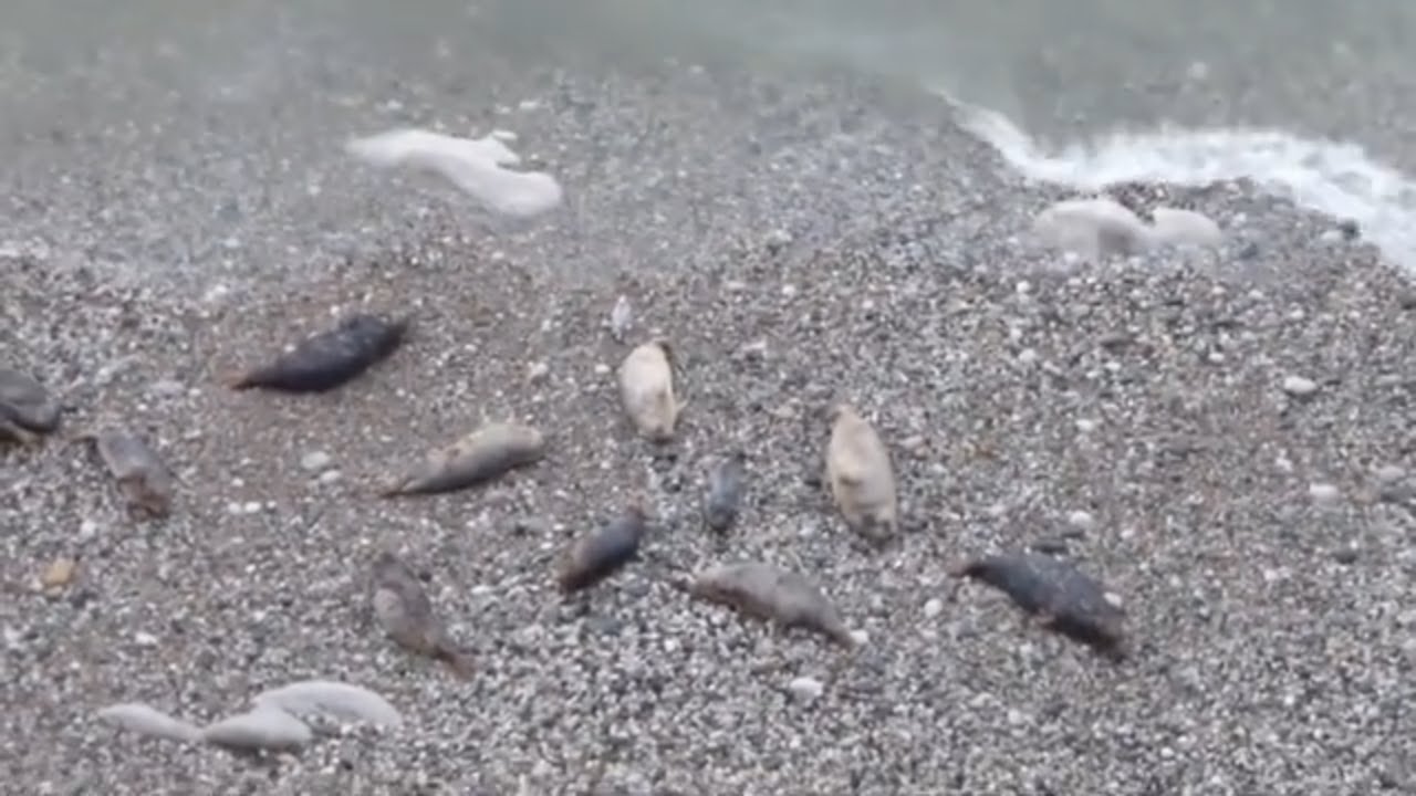 Tuesday morning seals - 21st January 2025 - YouTube