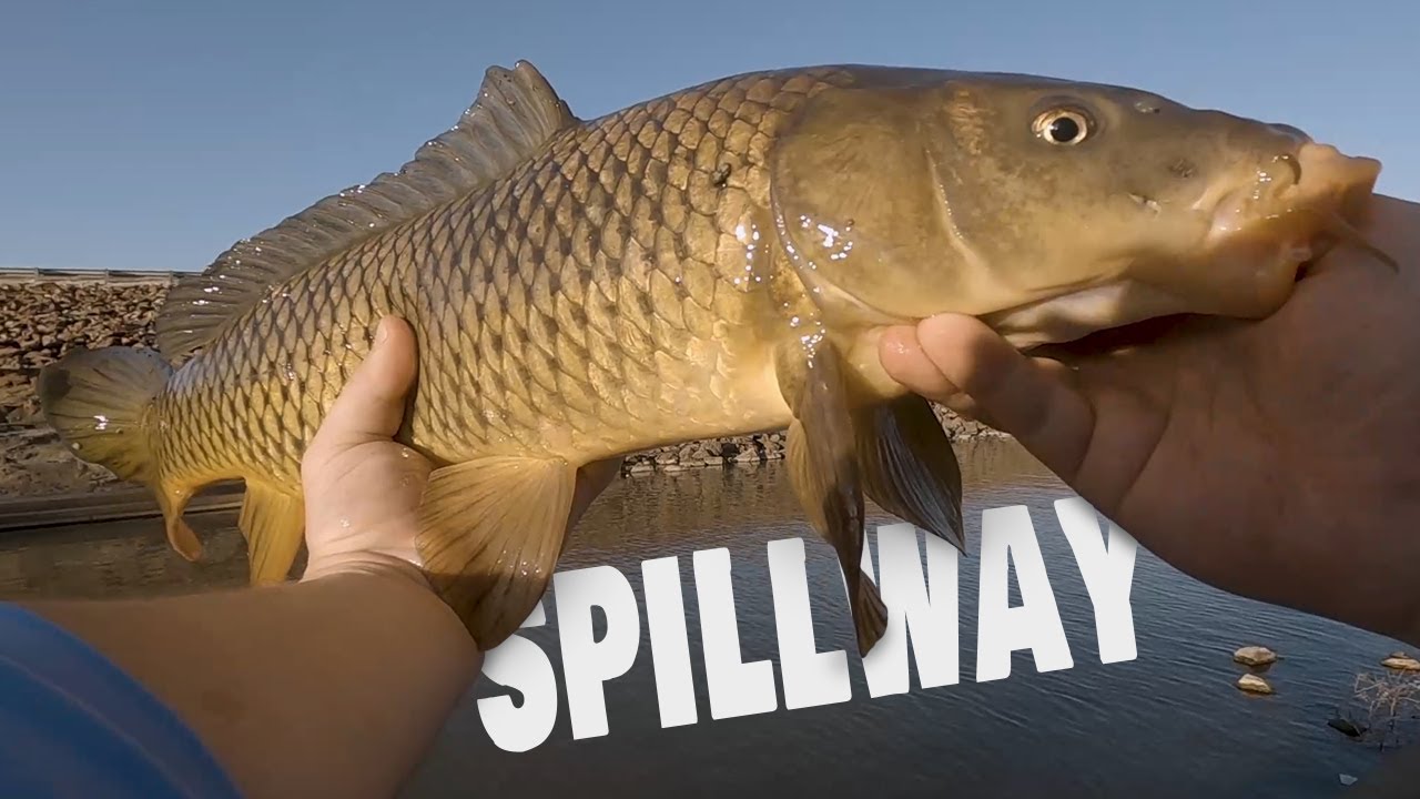 Clinton Lake Spillway Fishing for CARP! - YouTube
