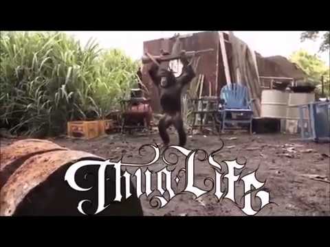 Chimpanzee Firing  AK47