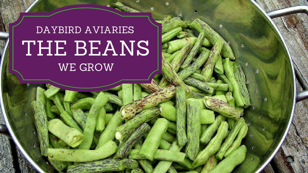 THE BEANS WE GROW - Rattlesnake Pole Beans and Dragon Tongue Bush Beans ...