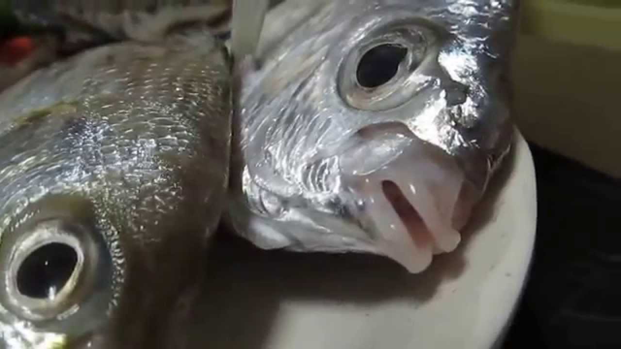 Fish On Changi Beach 20th April 2014. - YouTube