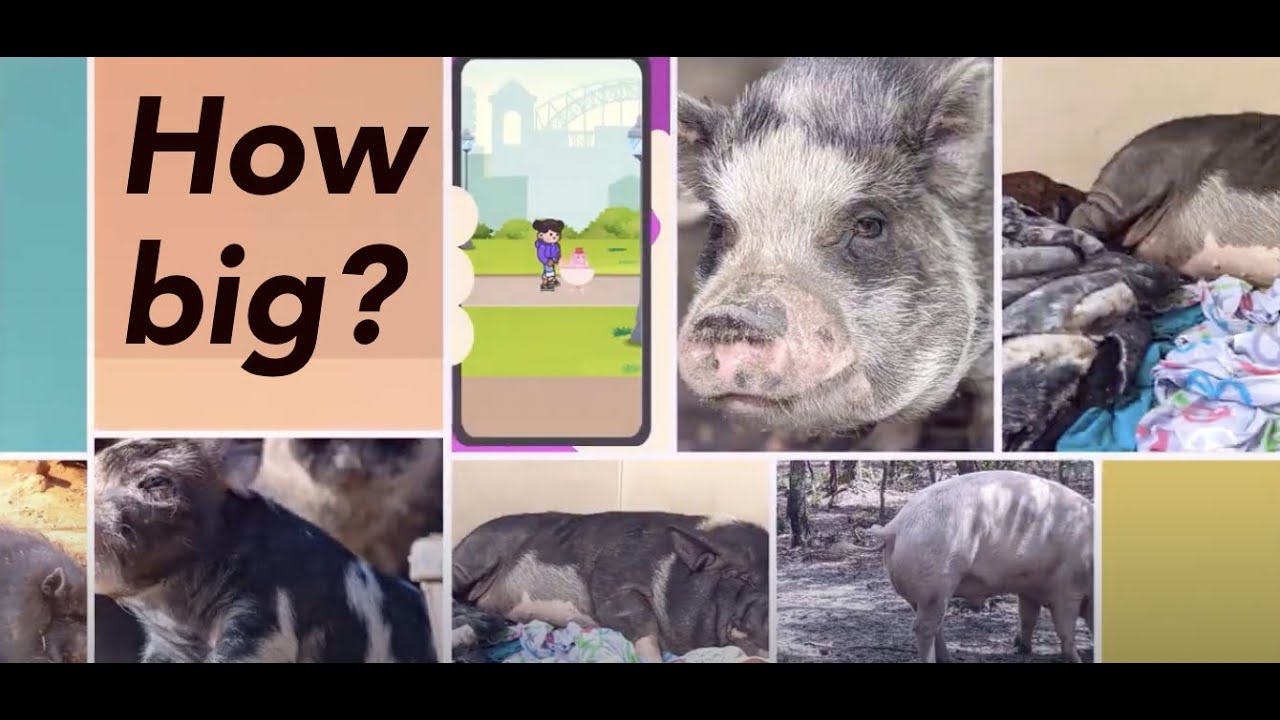 Micro Pigs Full Grown Size Is Your Mini Pig's Weight Out Of Whack? 3