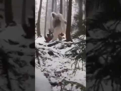 Big foot isn't it ?? #creatures #forest #shorts #bigfoot #jungle #trending #trendingshorts