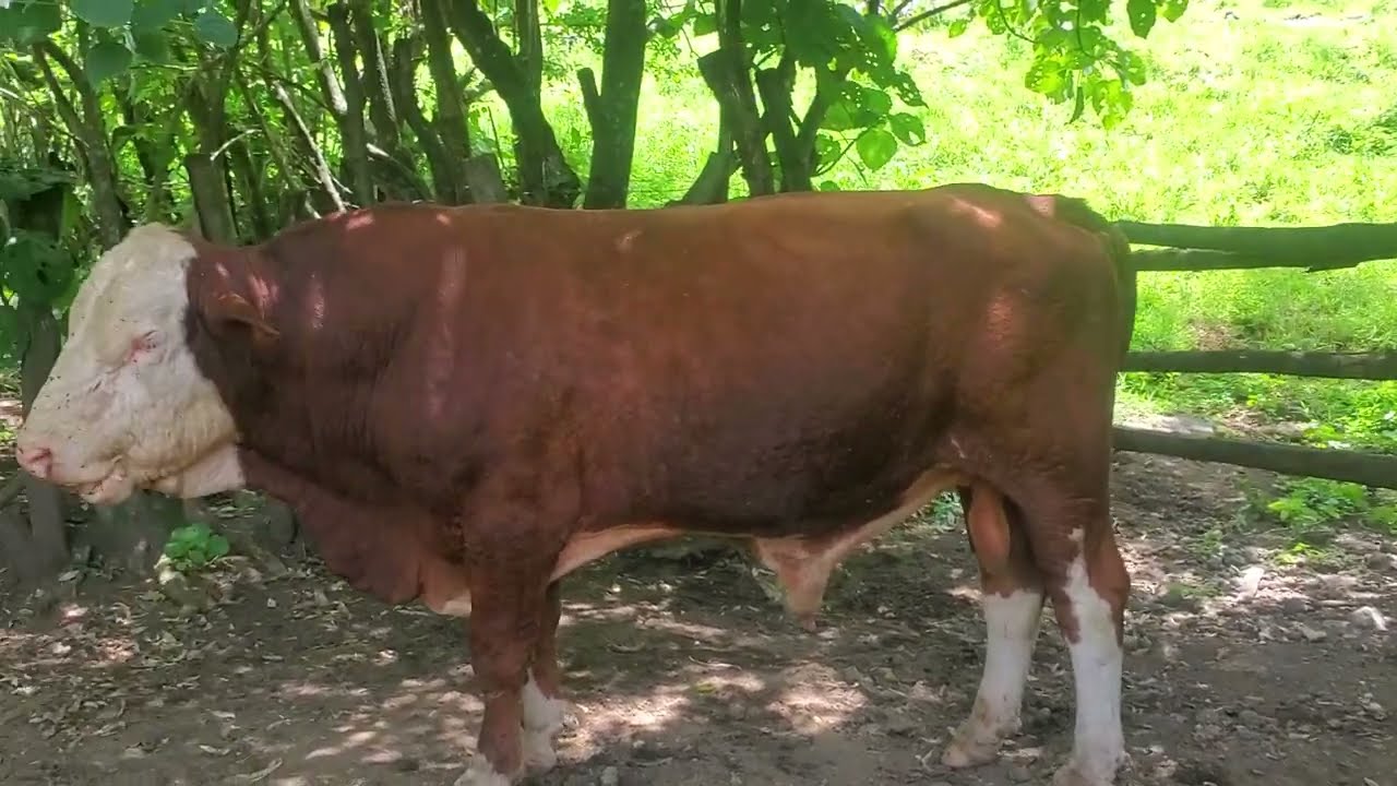 Hermosos Toros Simental ala Venta - YouTube
