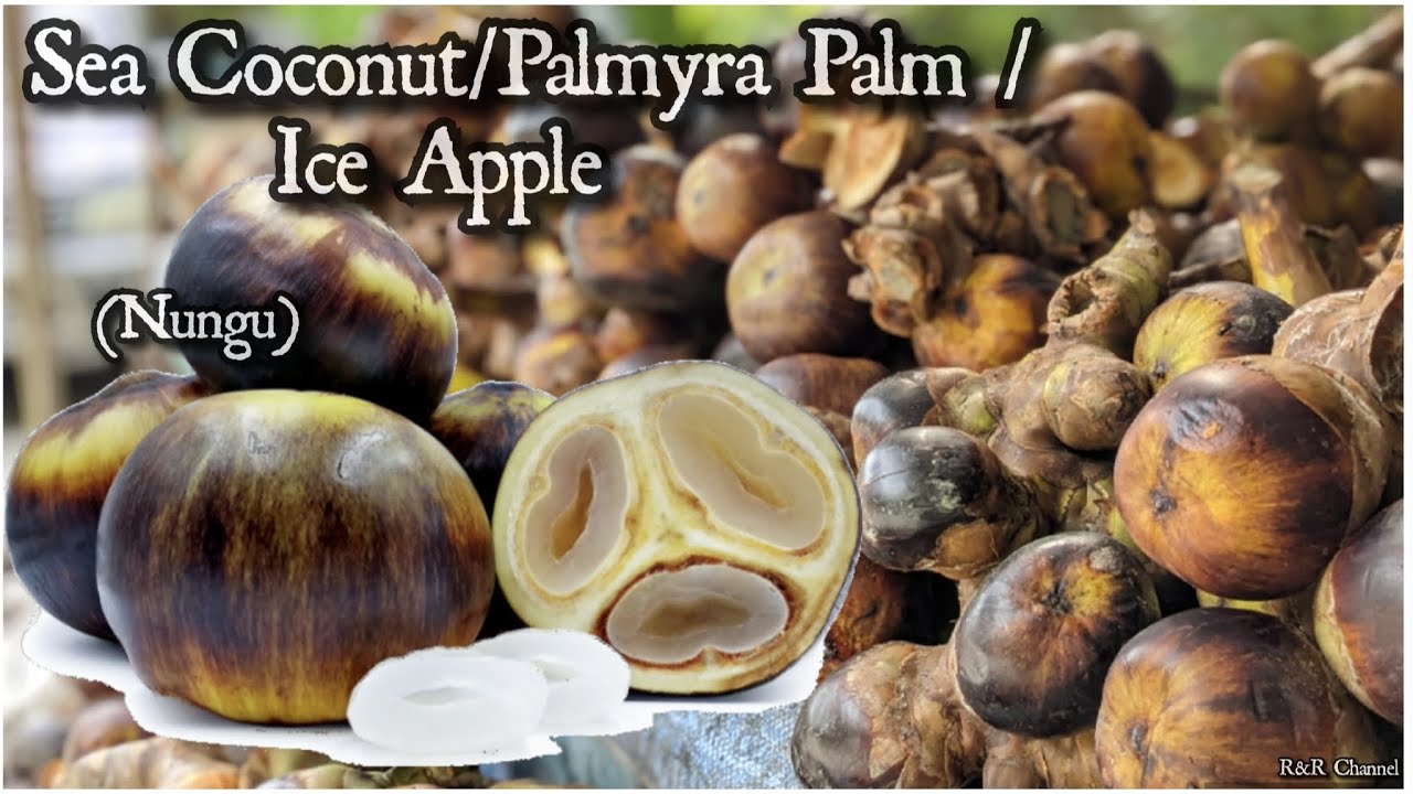 SEA COCONUT OR NUNGU FRUIT - YouTube