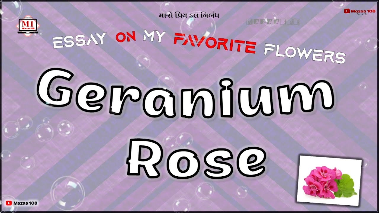Geranium Rose Flower | Essay On Geranium Rose Flower | My Favorite ...