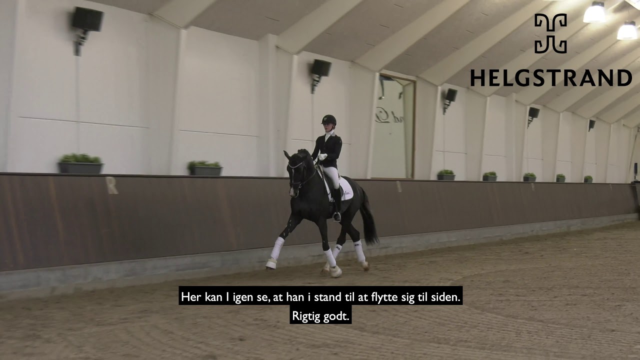 Helgstrand Stallion - Suarez præsentation 2020 - YouTube