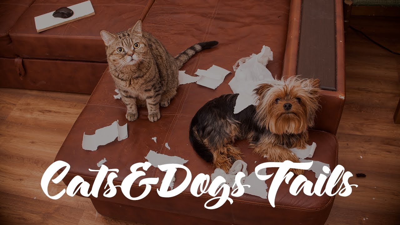 Most epic animal fails! - YouTube