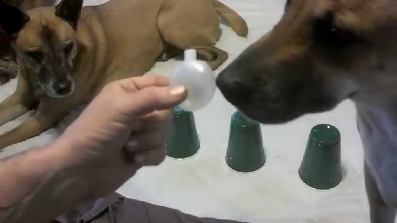 Dog Learns Kid Game - The Shell Game (Ball Under Cup Game) - Junior ...