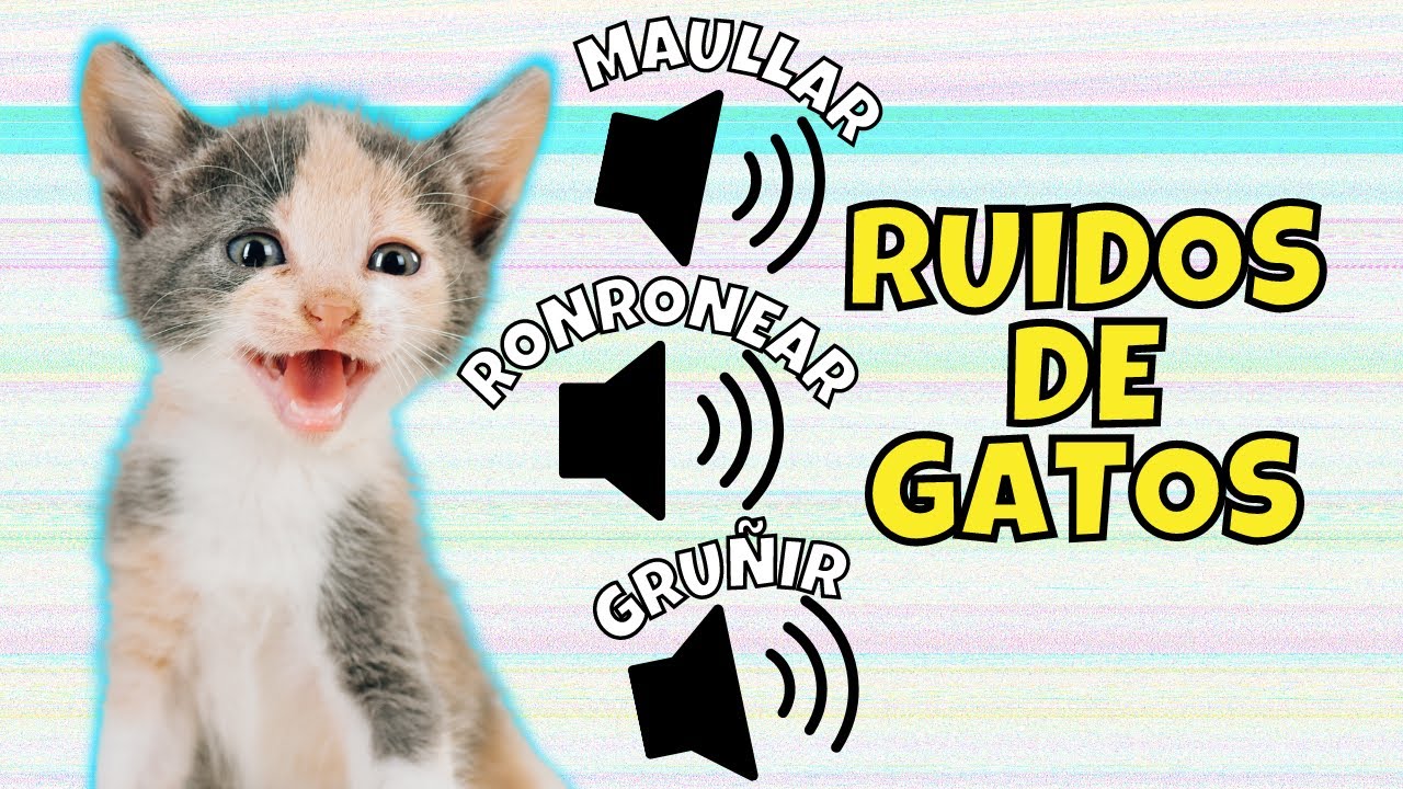 8 Ruidos Comunes de Gatos y lo Que Significan - YouTube