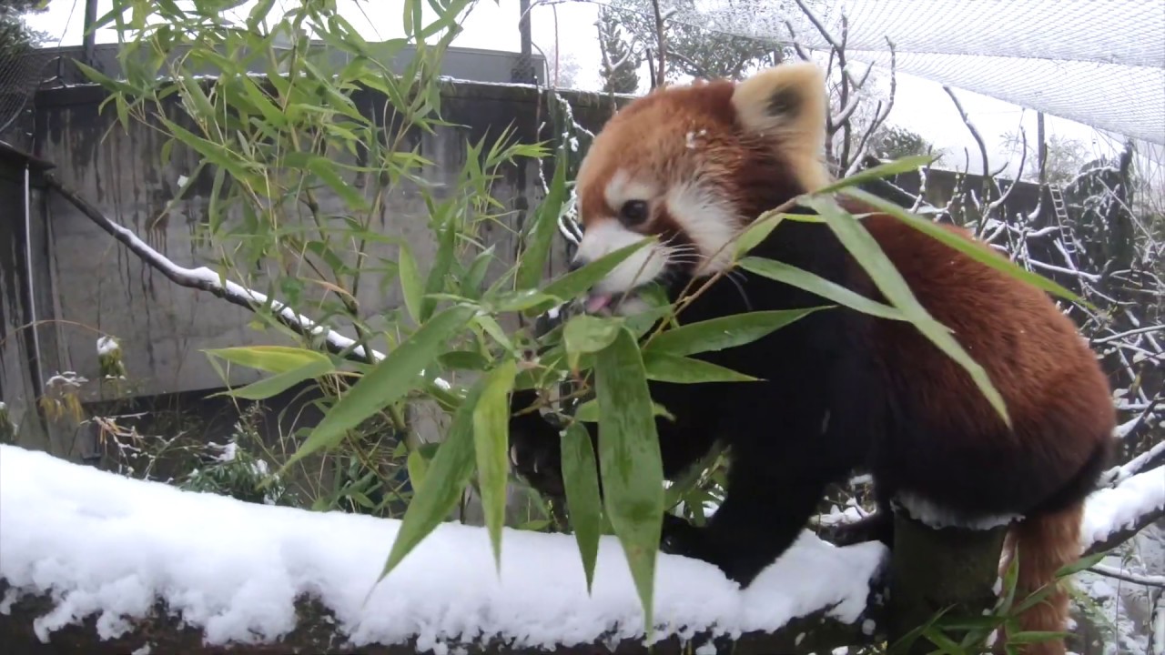 Red Panda Snow Day - YouTube