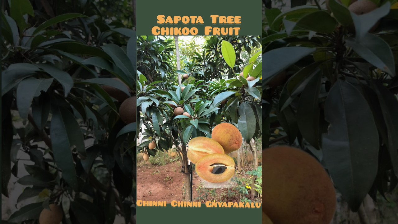 Sapota Tree || Chikoo Fruit 🍋#sapota #chikoo #fruit #health #healthcare ...