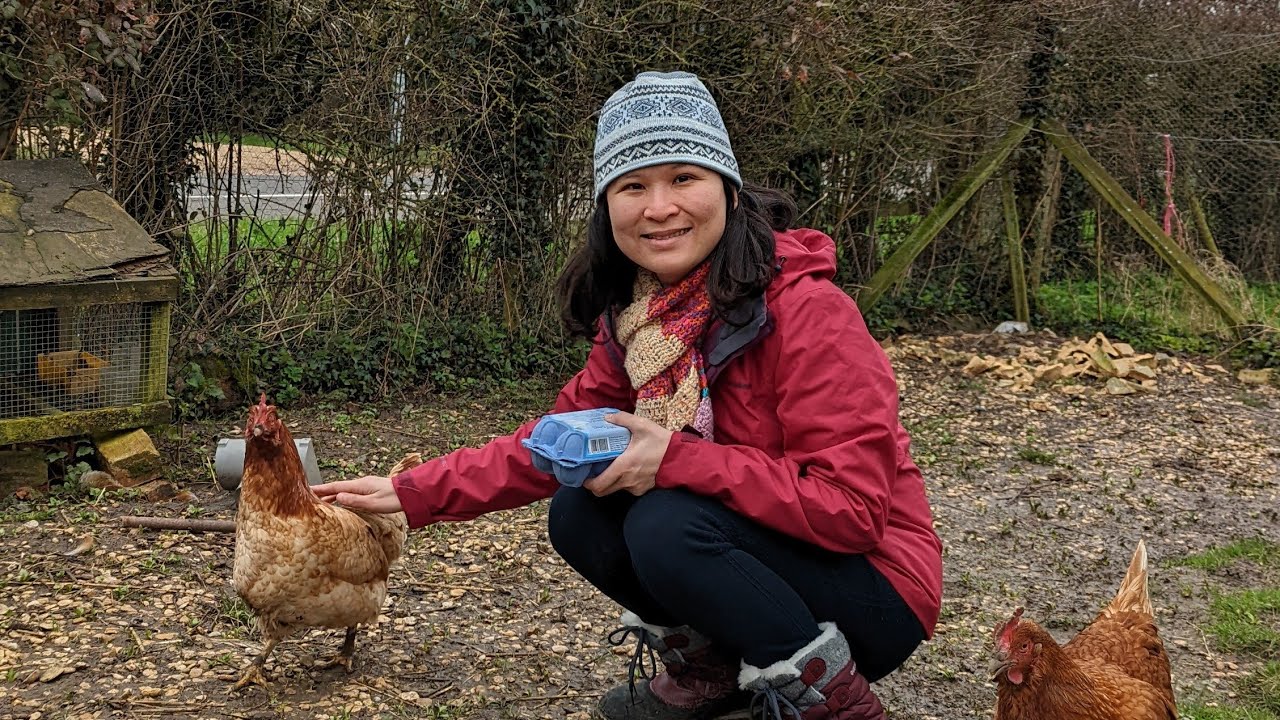 Bye Bye Chicken Friends 🐔 - YouTube