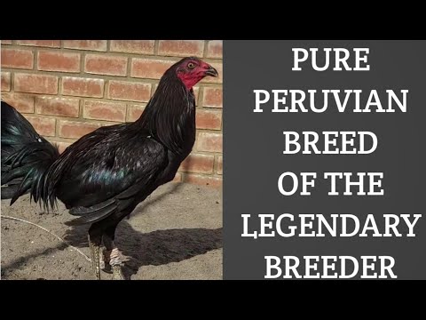 PURE PERUVIAN BREED OF JESUS QUIROZ - YouTube