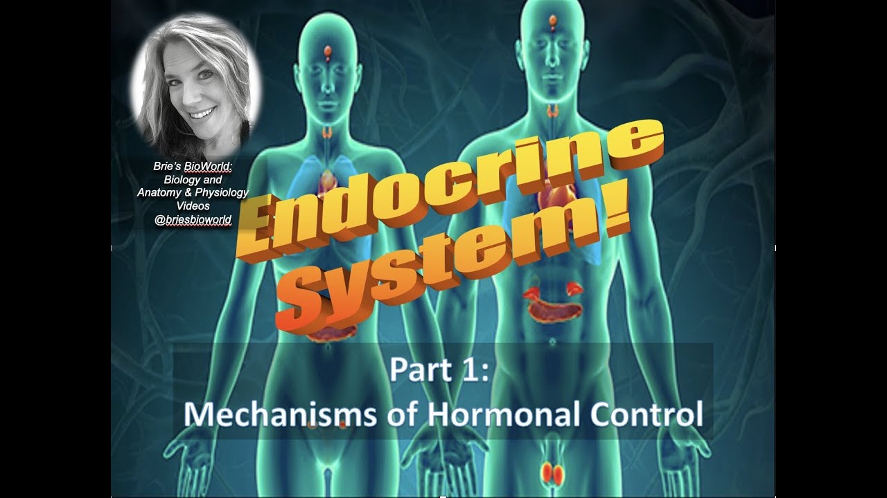 Endocrine System: Mechanisms of Hormonal Control - YouTube