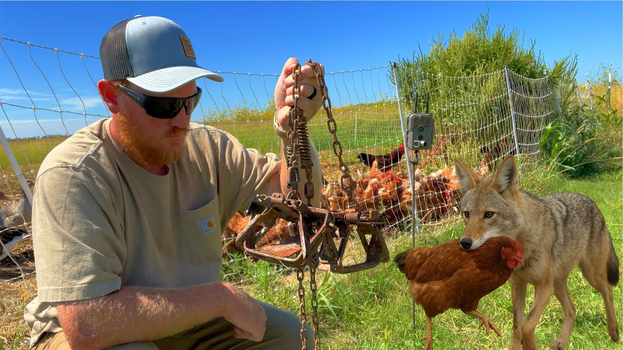 Coyotes Are Killing Chickens in Broad Daylight!! - YouTube