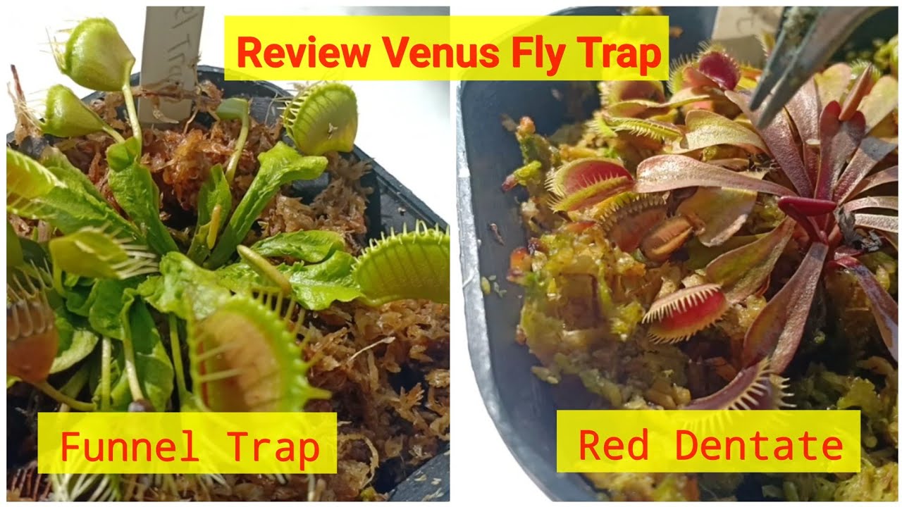 REVIEW : Venus Fly Trap Funnel Trap dan Red Dentate GIVEAWAY ALERT!!! (SUDAH SELESAI) - YouTube