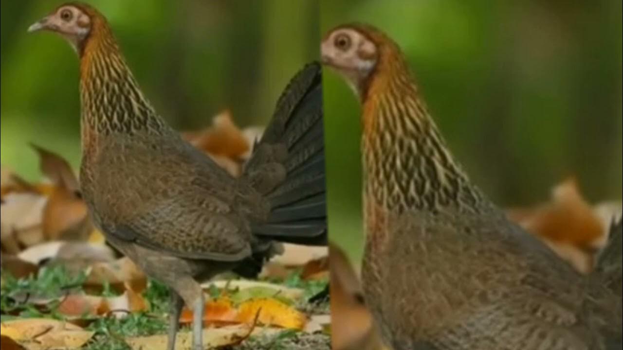 suab poj gaib seev dib tuaj zoo heev 🐓100% - (2024) - YouTube