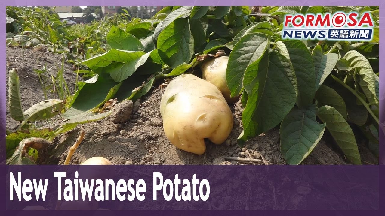 New Taiwanese variety of potato is hardy and versatile - YouTube