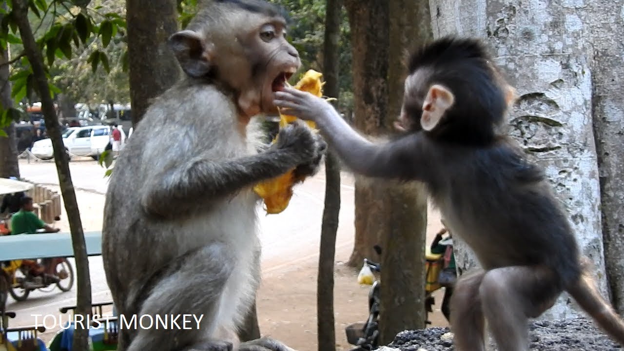 Adorable newborn monkey want banana, Mushy banana - YouTube