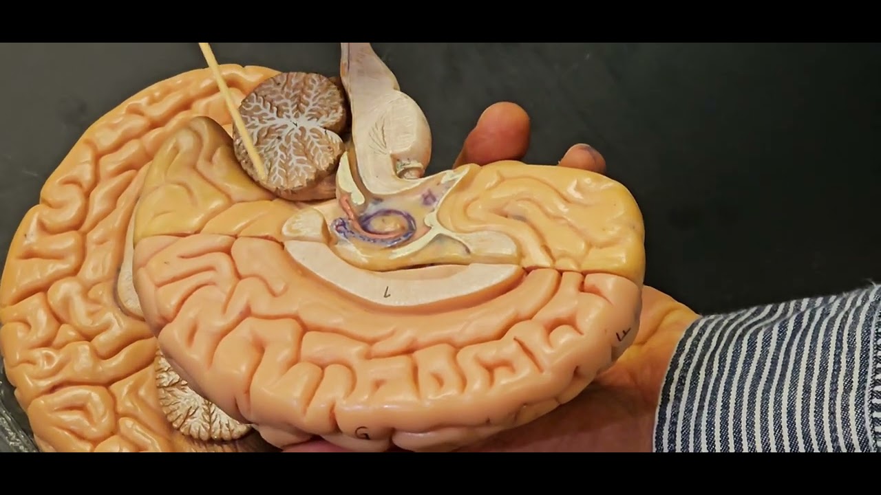 External and internal structure of the brain model - YouTube