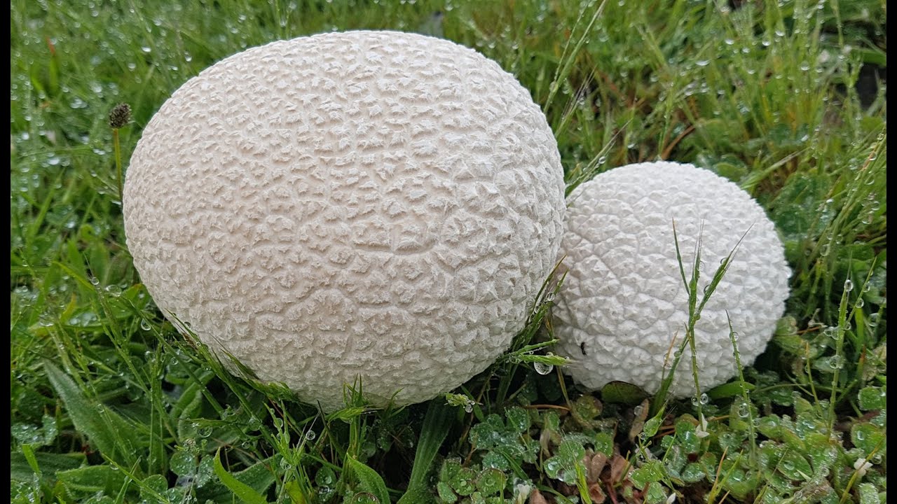 Bovistella utriformis - Lycoperdon utriforme - utriformis (Calvatia ...