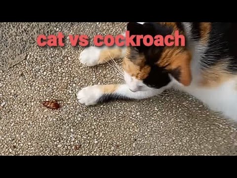 CAT VS COCKROACH - YouTube