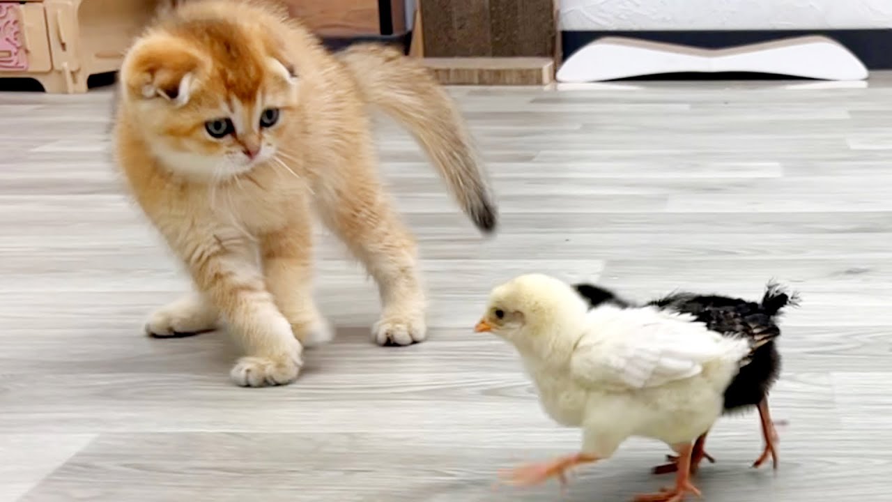 Cute kitten got scared that the chickens were attacking him and ran ...