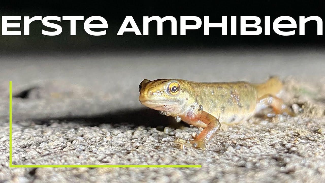 Die ersten Amphibien wandern - YouTube