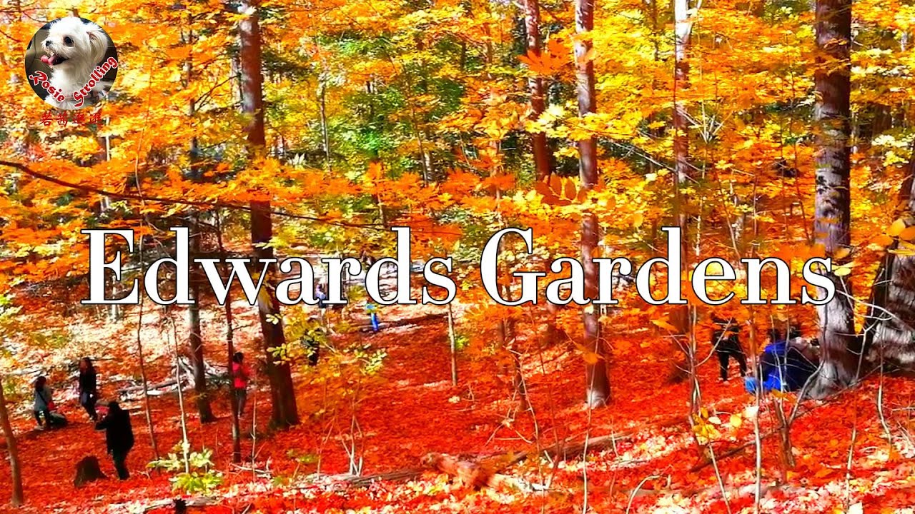 🇨🇦 Autumn scenery of Edwards Gardens, Toronto 多伦多爱德华花园枫情万种，一步一景 - YouTube