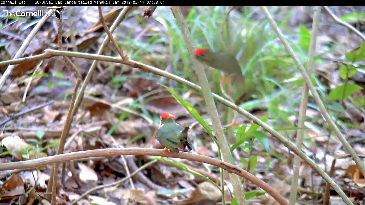 Lance-tailed Manakin Practices Dancing With Subadult Males - YouTube