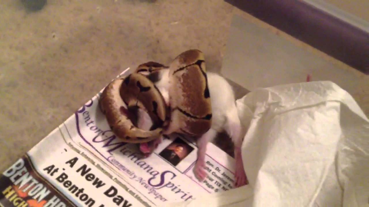 Spider Ball Python attacks huge Rat - YouTube