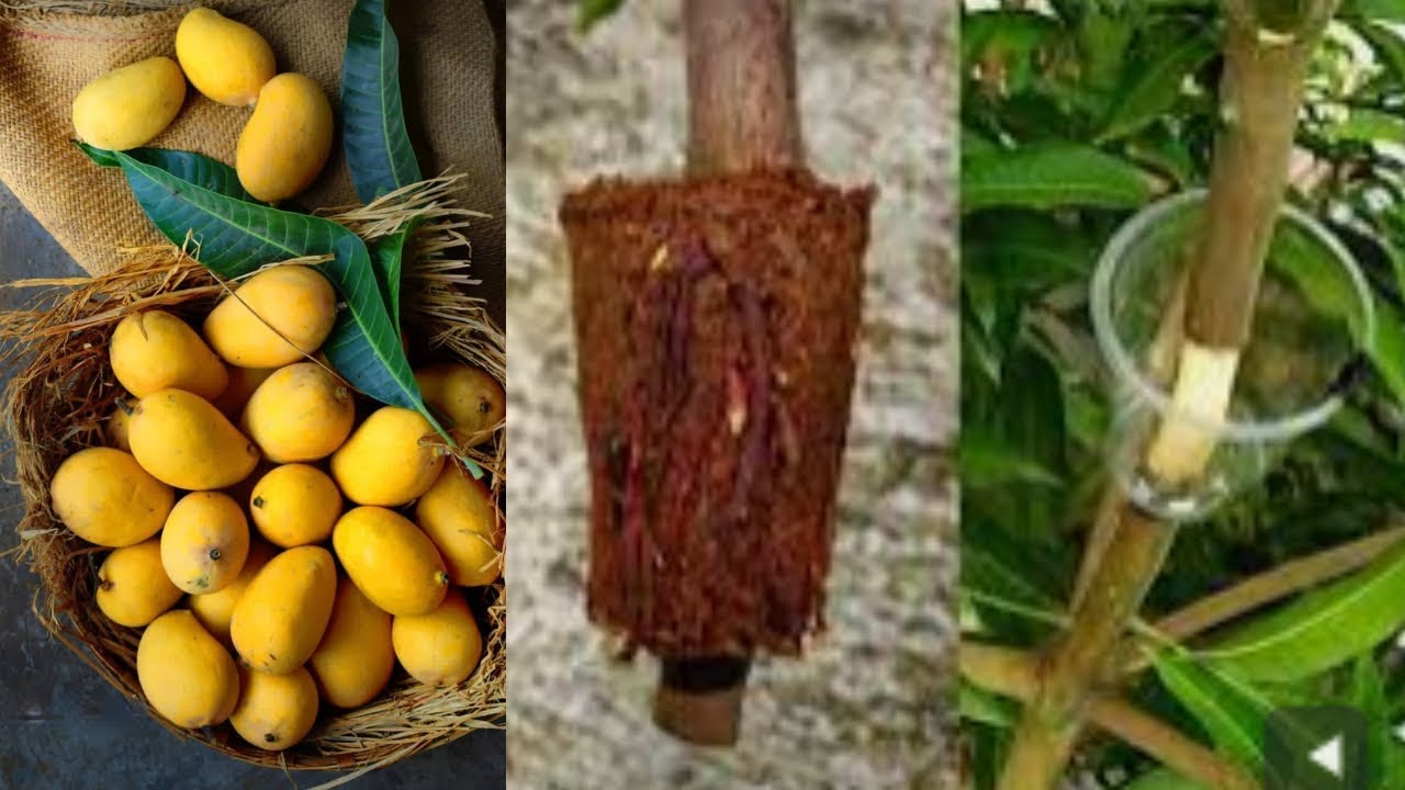 How to mango tree from air layering - YouTube