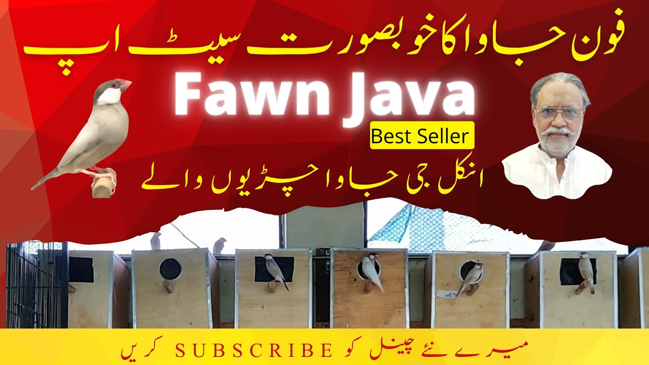 Beautiful Fawn Java Setup 2022 [ KHALID BIRDS COLLECTION ] - YouTube