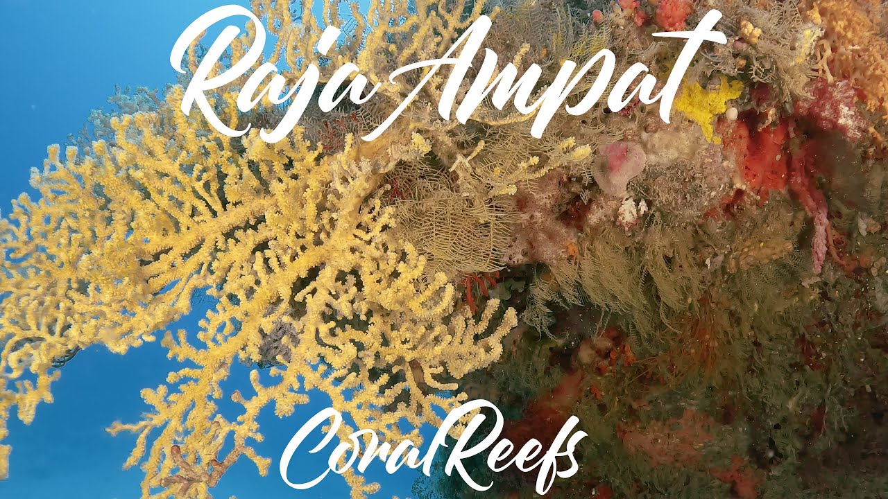 Raja Ampat, Indonesia Diving- Coral reefs (4K) - YouTube