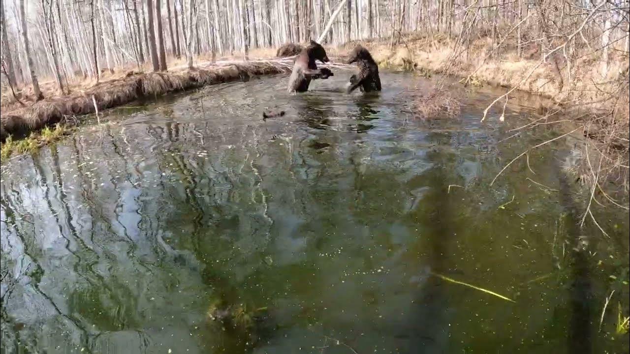 Купание медвежат. - YouTube