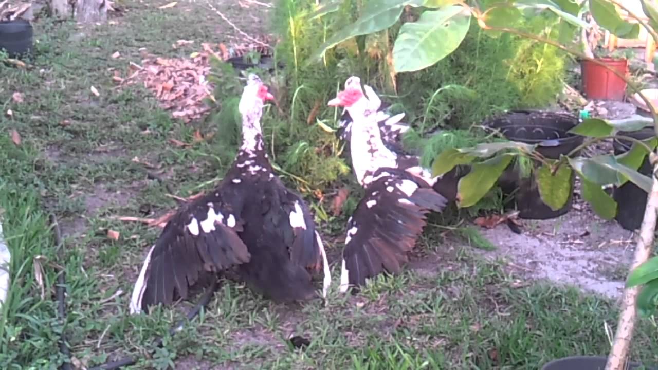 Ducks fighting over a female - YouTube