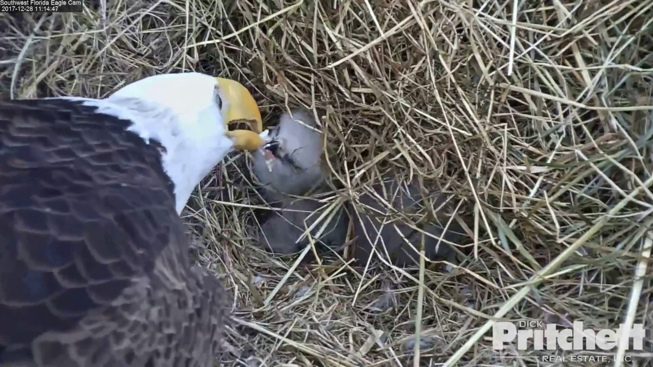 12-28-17 SWFL eagles; babies get covered in fluff. - YouTube