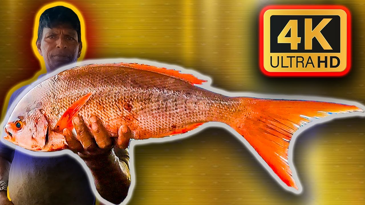 Wow Amazing Golden Snapper Fish/Ух ты, удивительная золотая рыба-луциан ...