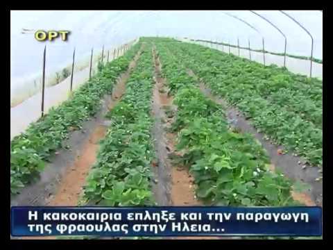 Η ΚΑΚΟΚΑΙΡΙΑ ΕΠΛΗΞΕ ΚΑΙ ΤΗΝ ΠΑΡΑΓΩΓΗ ΤΗΣ ΦΡΑΟΥΛΑΣ ΣΤΗΝ ΗΛΕΙΑ - YouTube