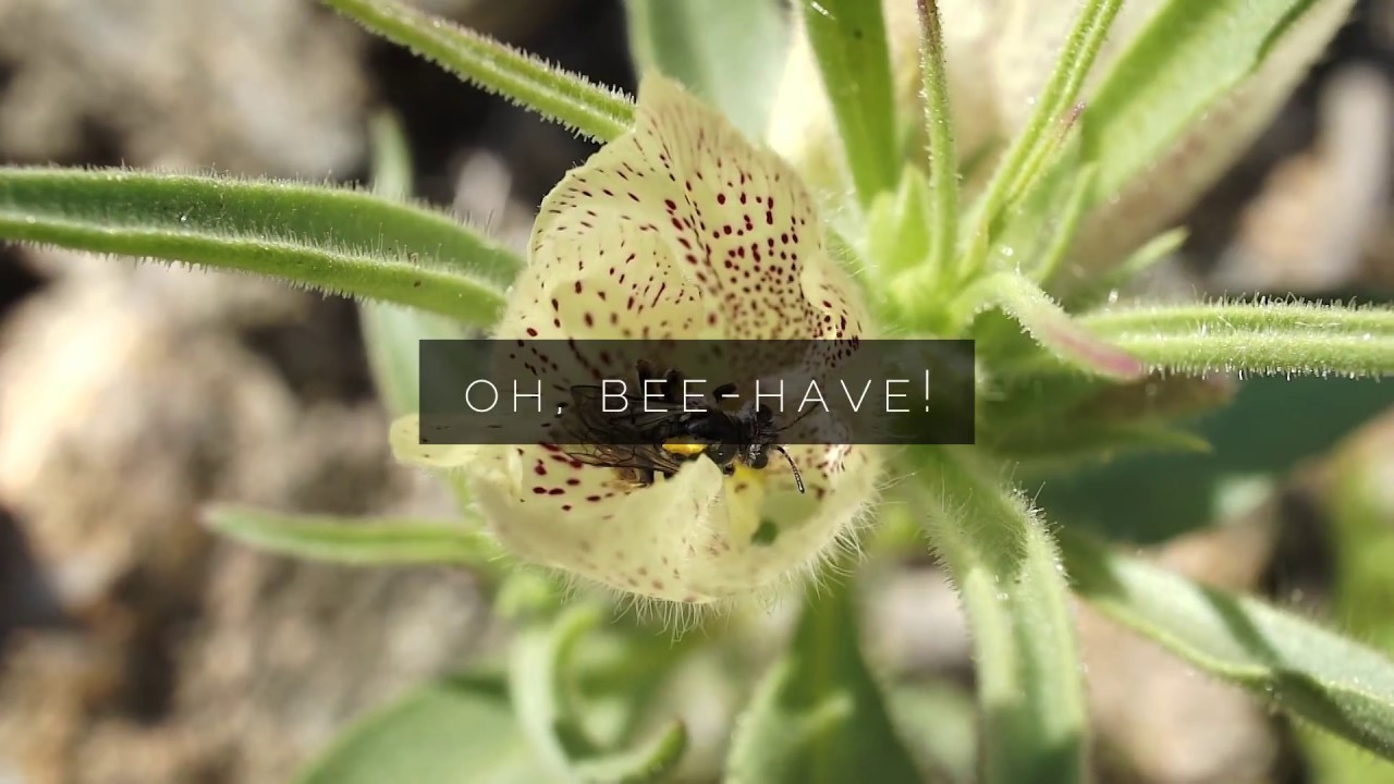 Flowers of the Desert Mountains, Part 4: Ghost Flower - YouTube