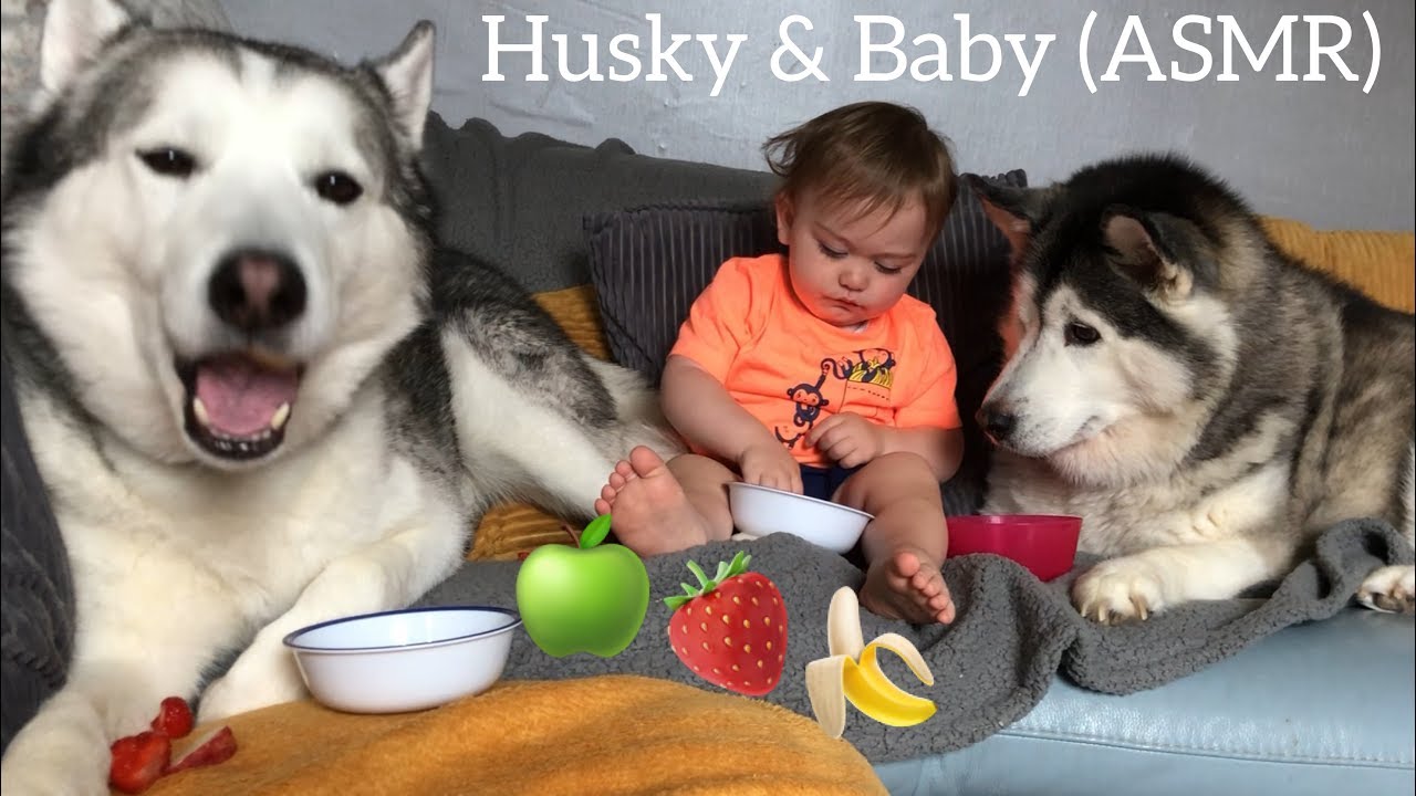 Husky & Baby Eating Different Fruits!.. [ASMR] [TRY NOT TO SMILE] - YouTube
