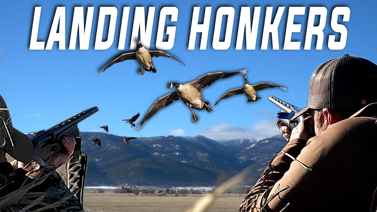 Landing Honkers In Wheat! (Oregon Goose Hunting) - YouTube