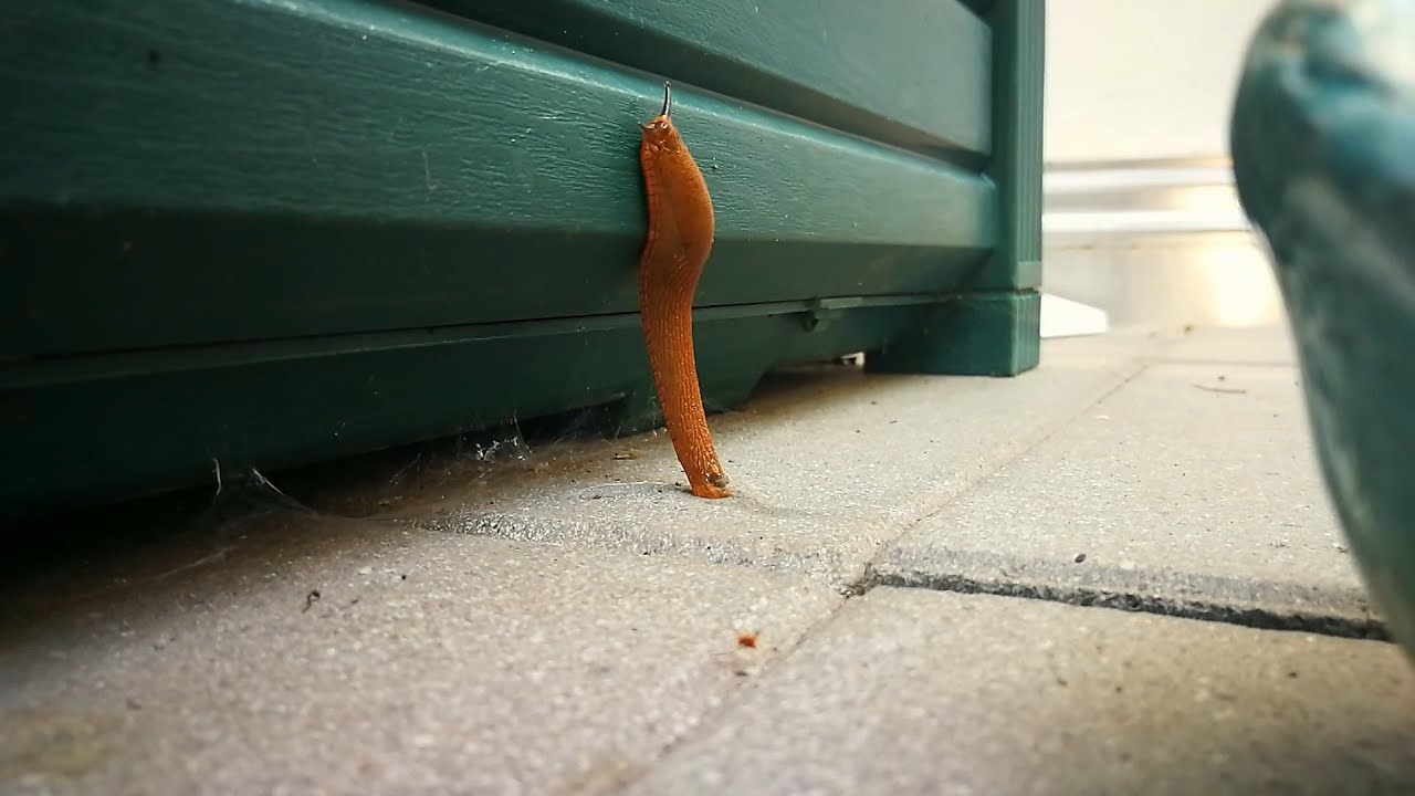 European Red Slug Climbing - Time Lapse - YouTube