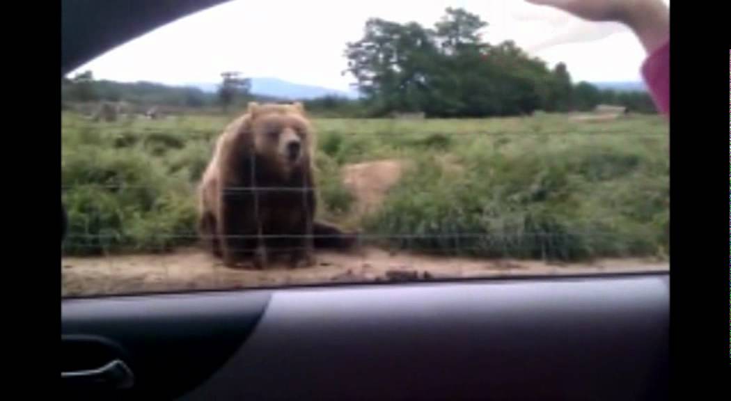 Waving Goodbye Bear - YouTube