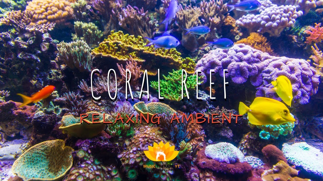 Coral Reef Ambience Sounds. Gentle Underwater, Relaxing Nature Sounds ...