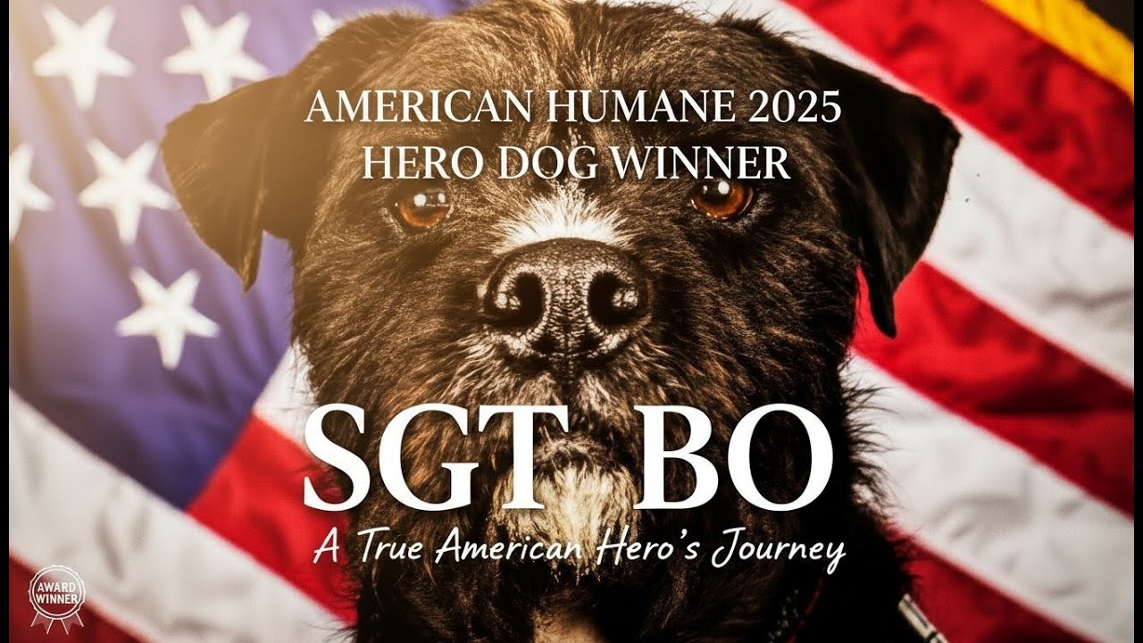 Meet Sgt. Bo, American Humane's 2025 Hero Dog Winner - YouTube