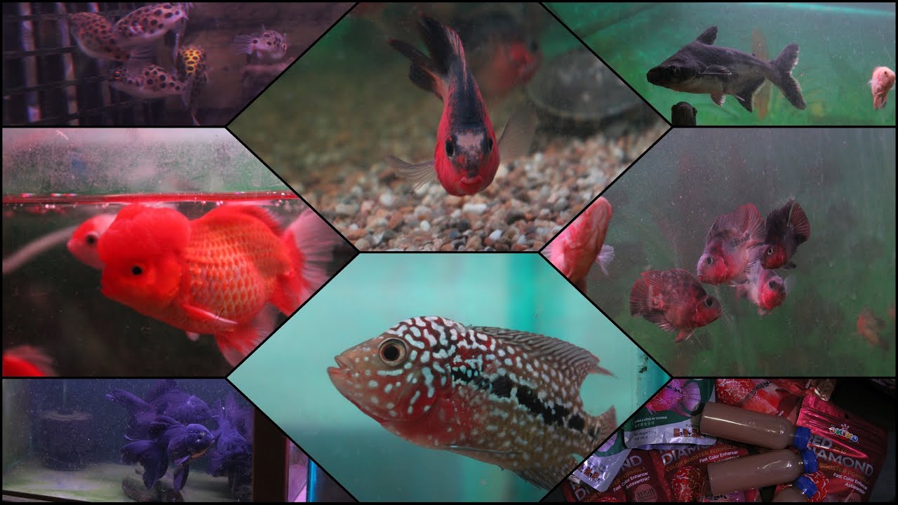 Exploring New Thai Fishes at Nyaacha Pasa || Aquarium Shop || Aquarium ...