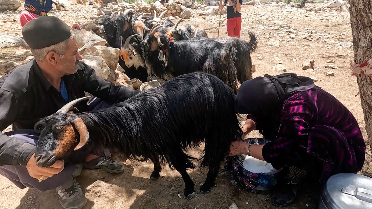 nomadic lifestyle of iran : Milking goats in nomadic life - YouTube
