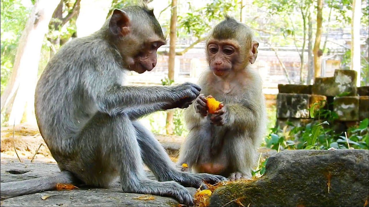Dawn monkey feels so happy when she sit close Rainbow play with Rainbow ...